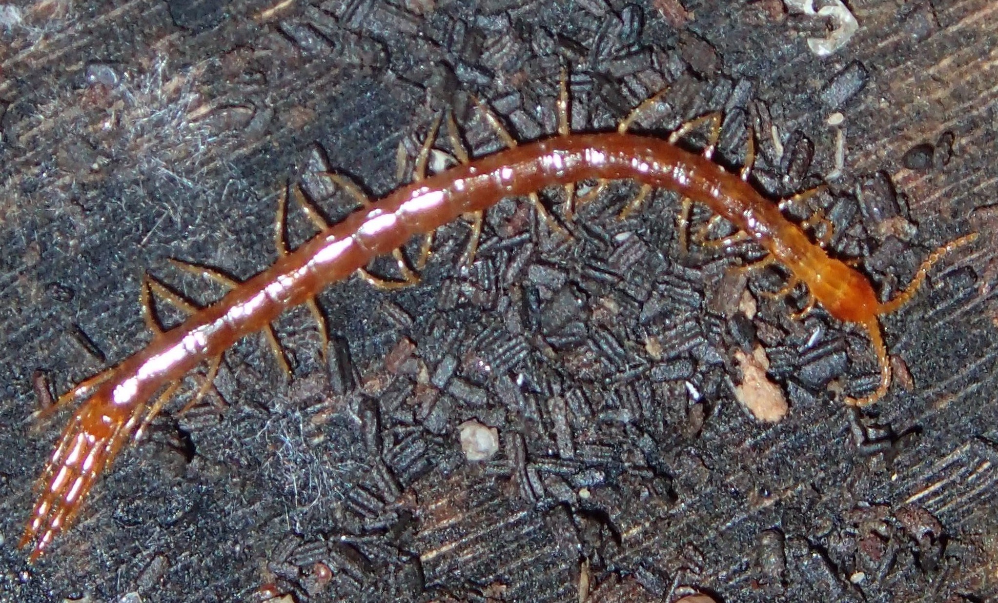 Peterhouse Garden Wildlife
