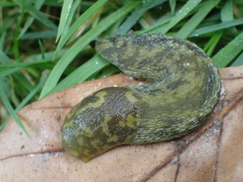 Peterhouse Garden Wildlife