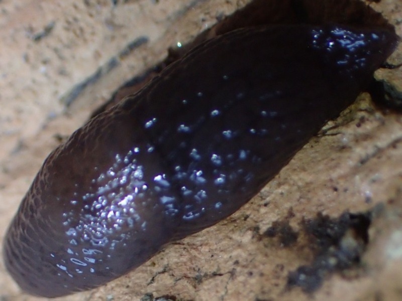 Peterhouse Garden Wildlife