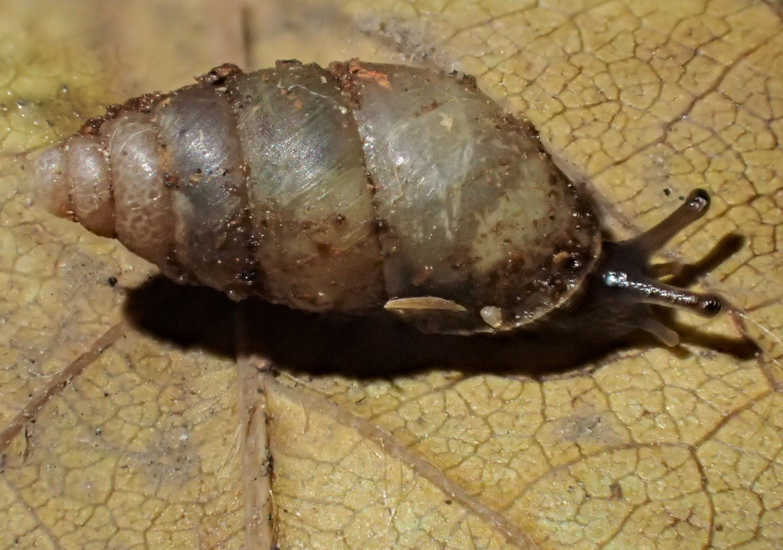 Peterhouse Garden Wildlife